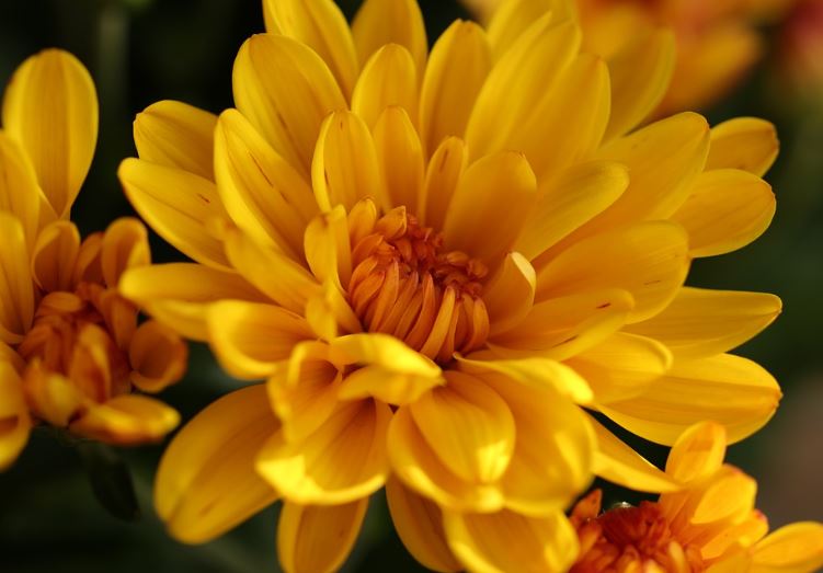 Why Chrysanthemums Are A Great Addition To Any Garden - Gardeners Club