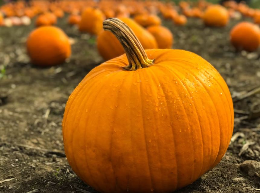 National Pumpkin Day? - Gardeners Club